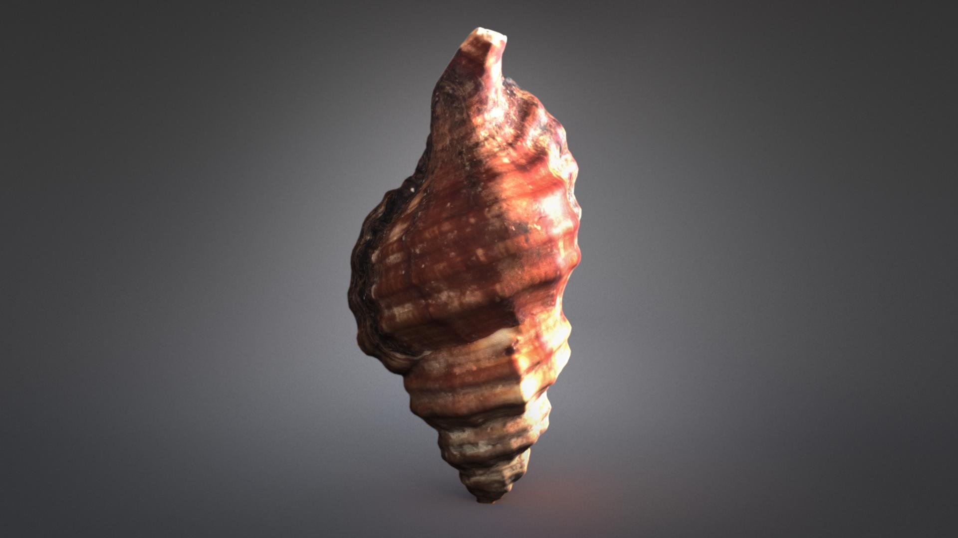 Seashell 3D Model - TurboSquid 1757655