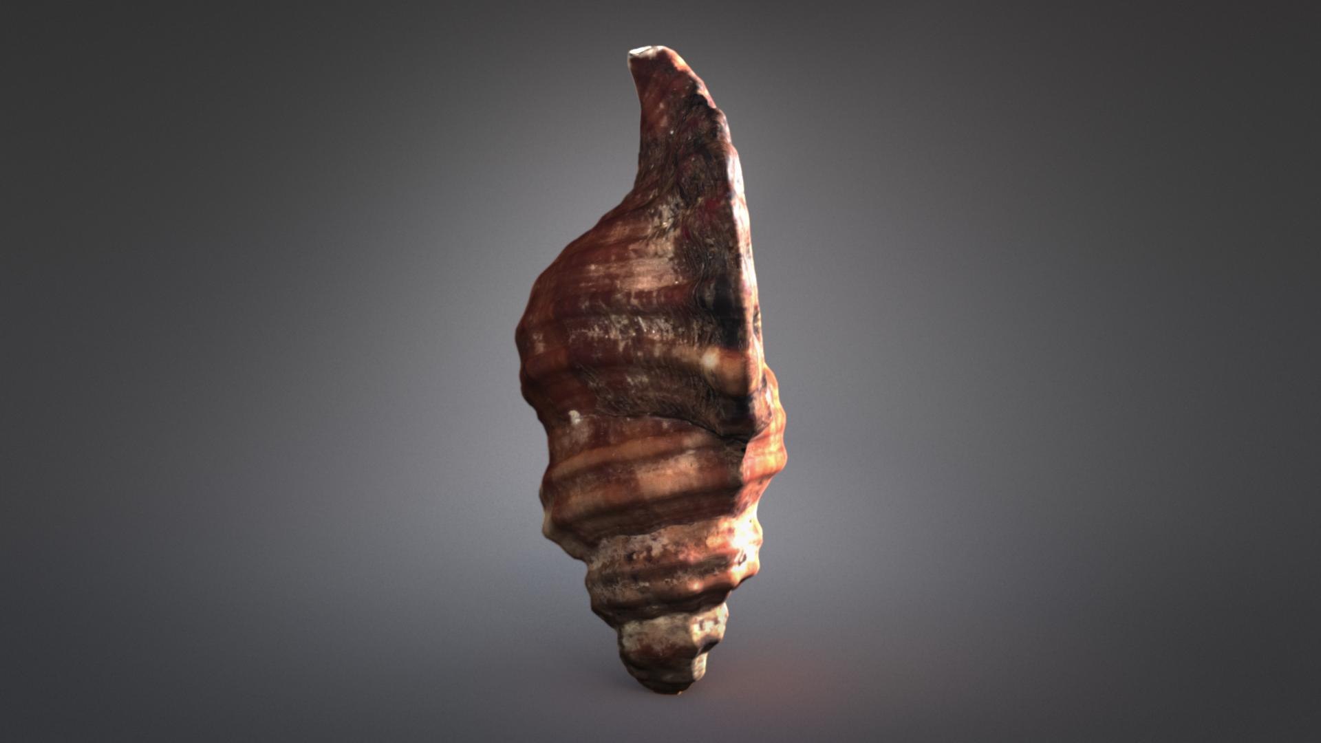 Seashell 3D Model - TurboSquid 1757655