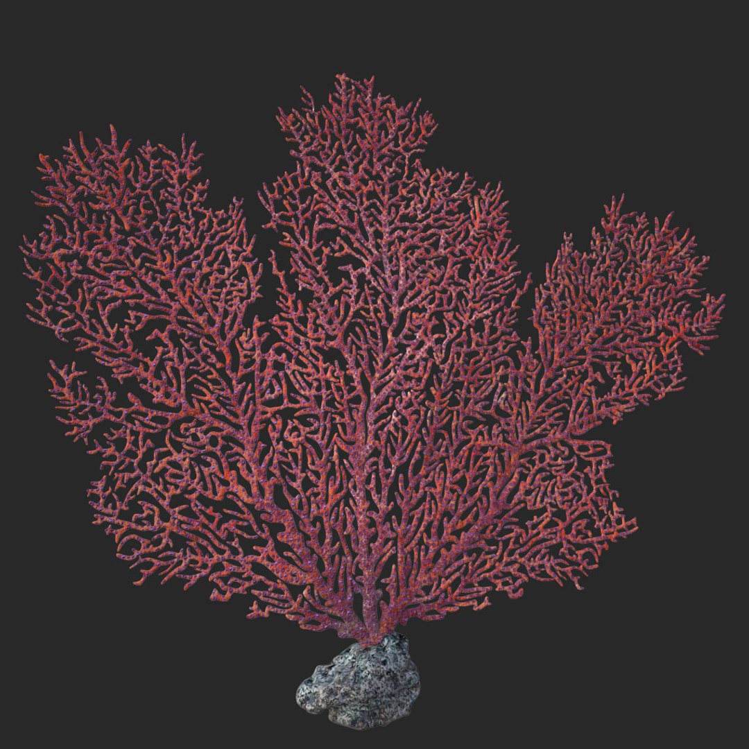 Fan Coral V2 3D Model - TurboSquid 1252266