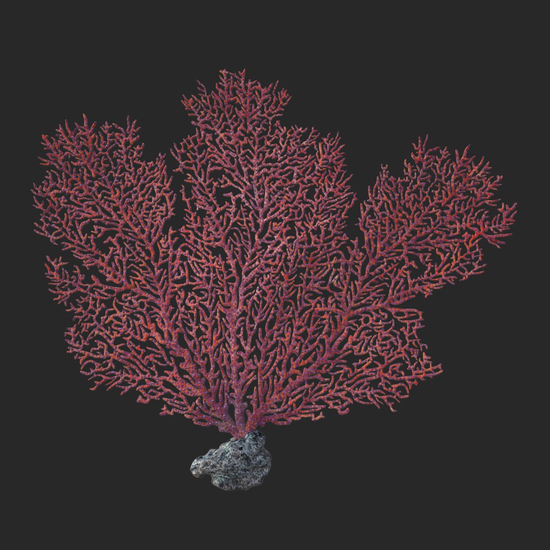 Fan Coral V2 3D Model - TurboSquid 1252266