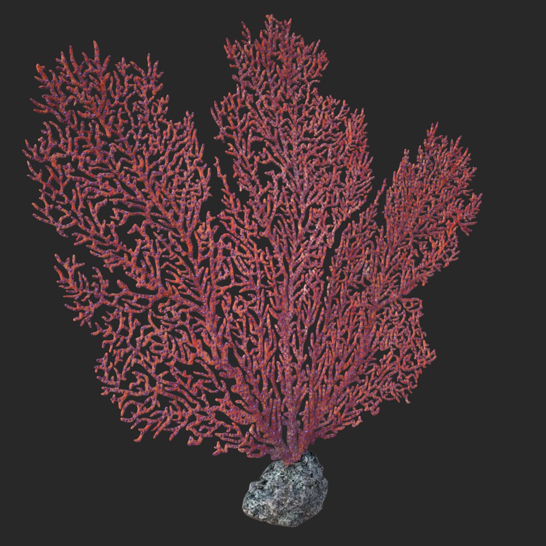 Fan Coral V2 3D Model - TurboSquid 1252266