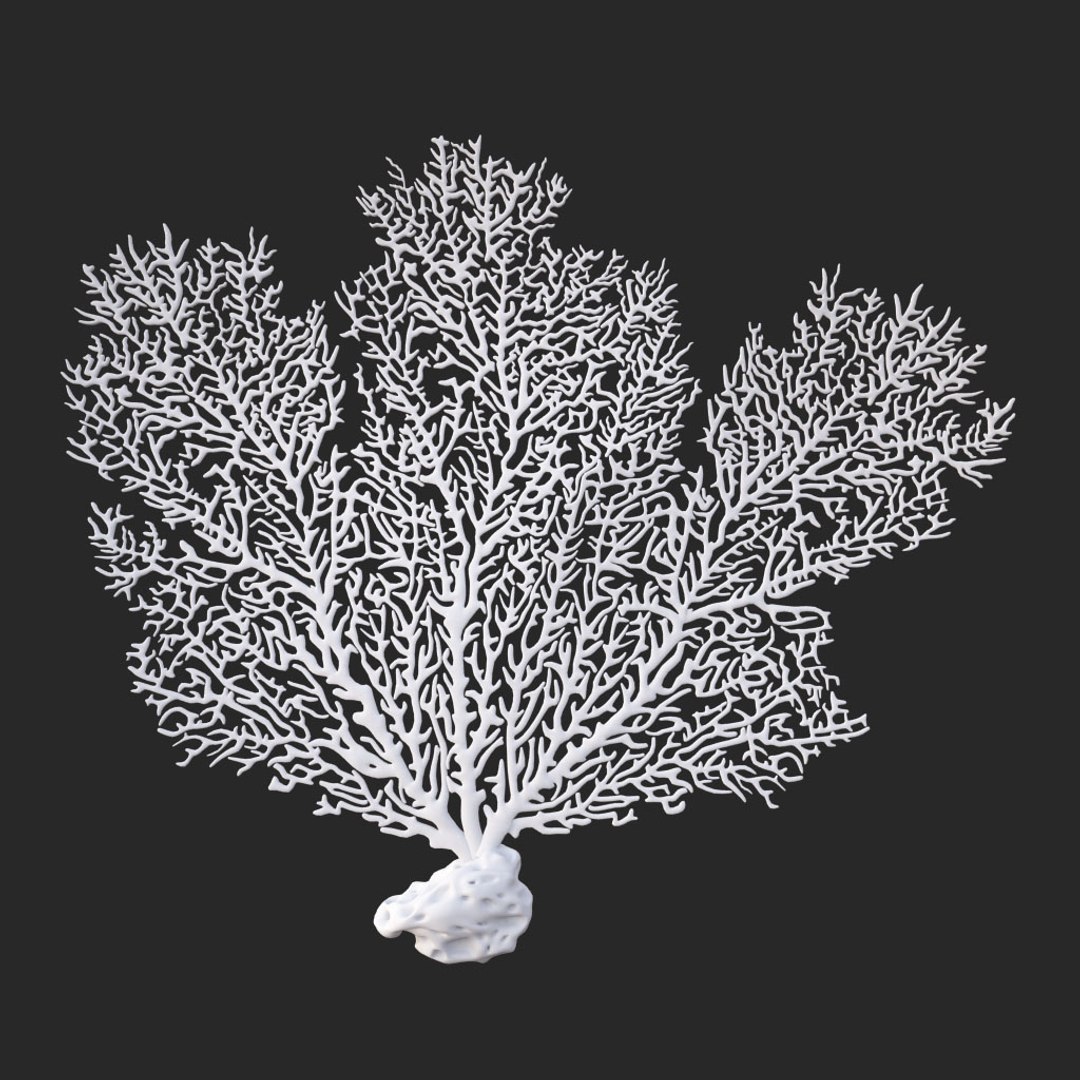 Fan Coral V2 3D Model - TurboSquid 1252266
