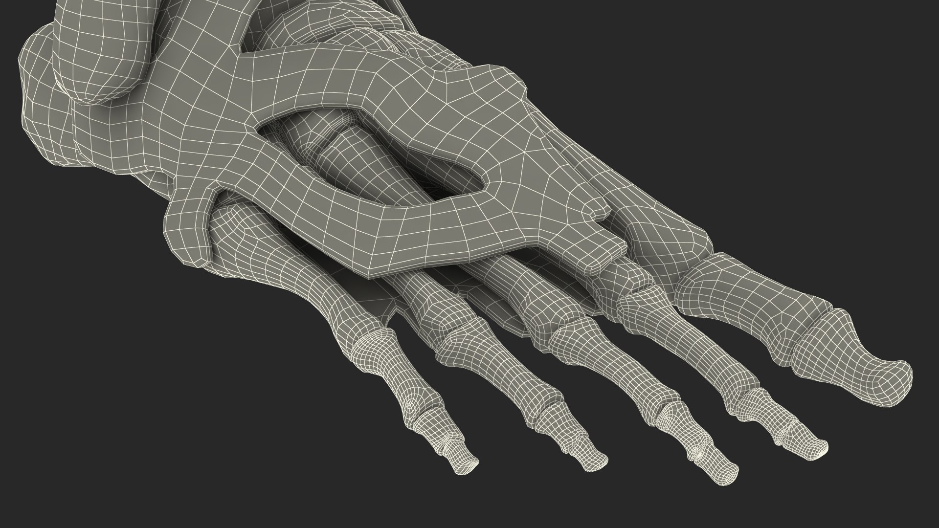 Anatomical Foot Skeleton Model With Ligament Overlay 3D Model ...