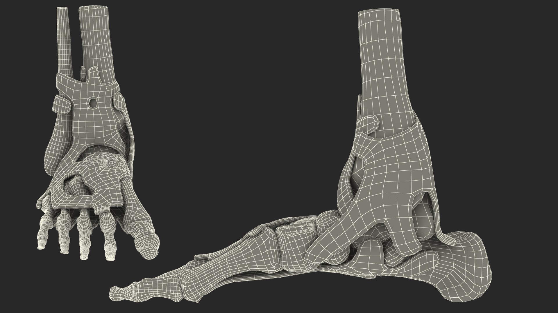 Anatomical Foot Skeleton Model With Ligament Overlay 3D Model ...