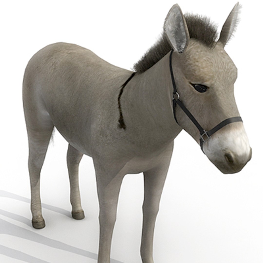 max donkey rigged hair