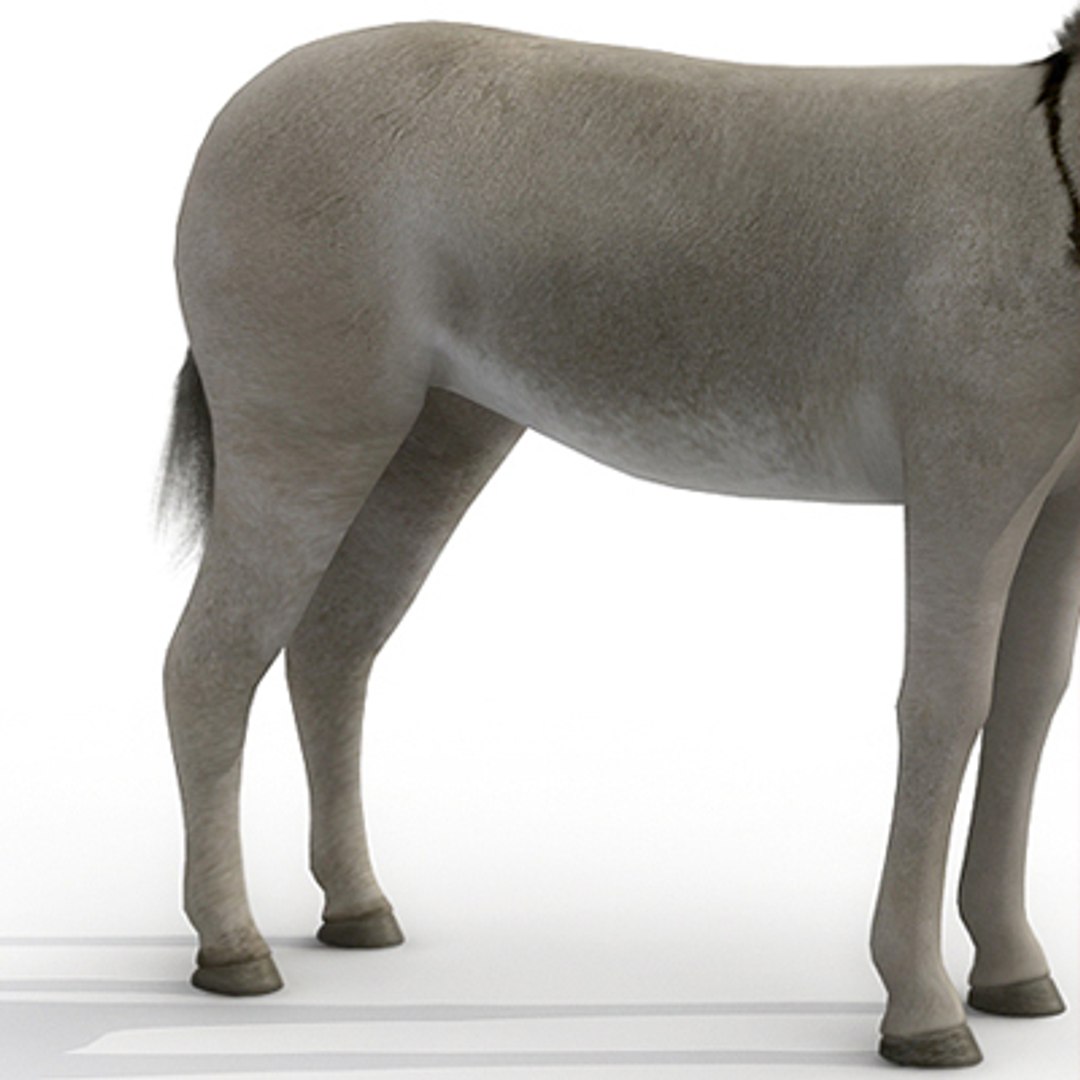 max donkey rigged hair