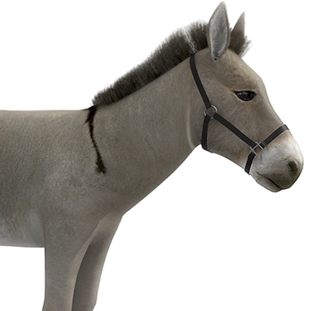 max donkey rigged hair