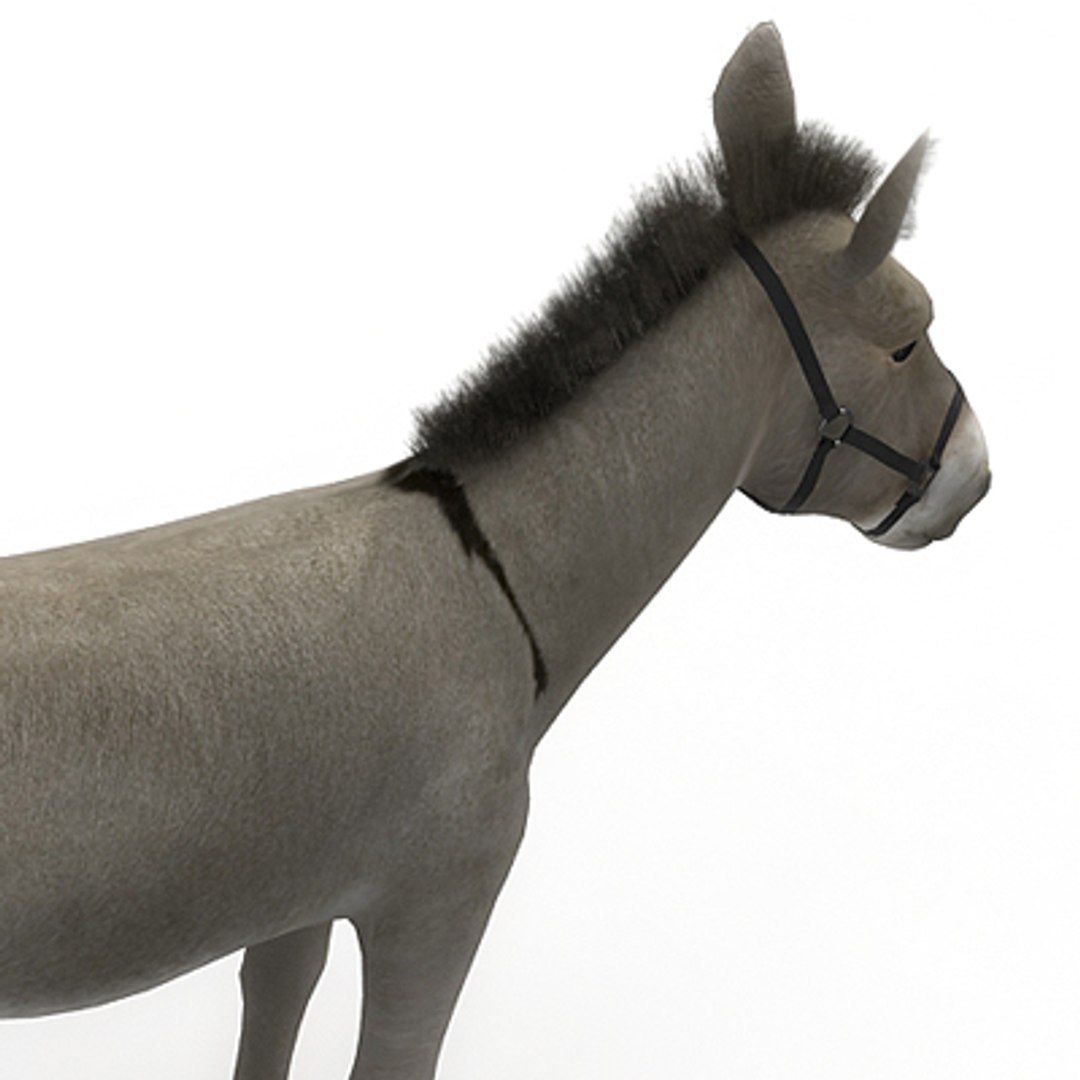 max donkey rigged hair