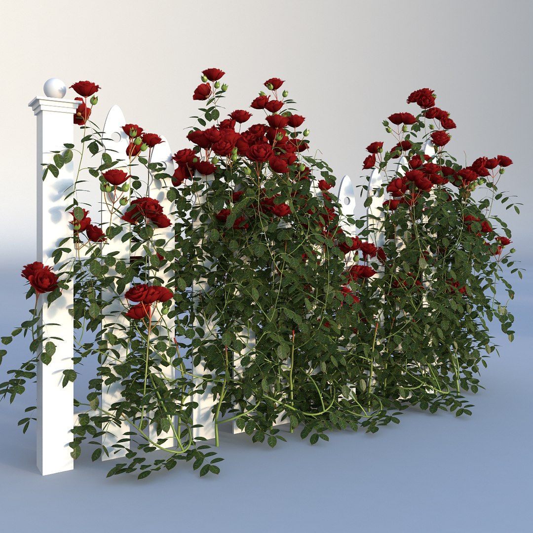 Set Rose Fences 3d Model