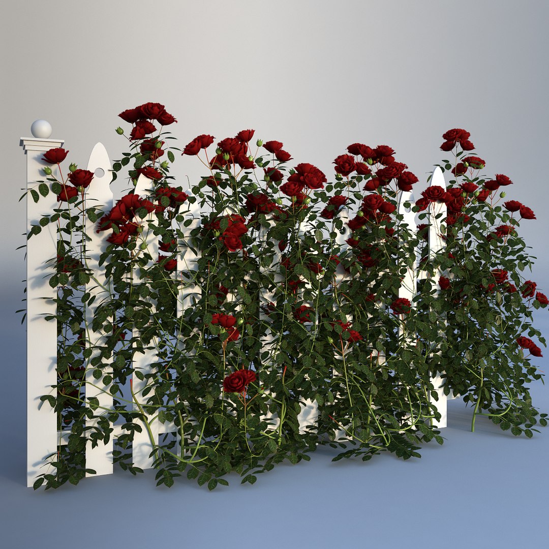 Set Rose Fences 3d Model