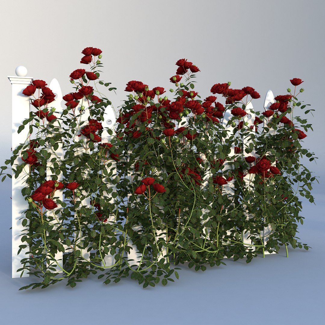 Set Rose Fences 3d Model