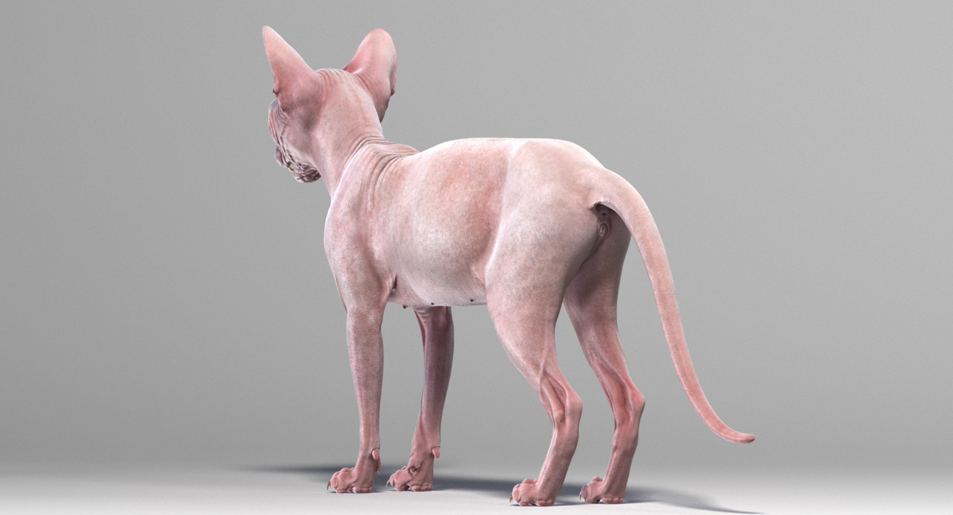 Sphynx Cat 3D Model - TurboSquid 1399466