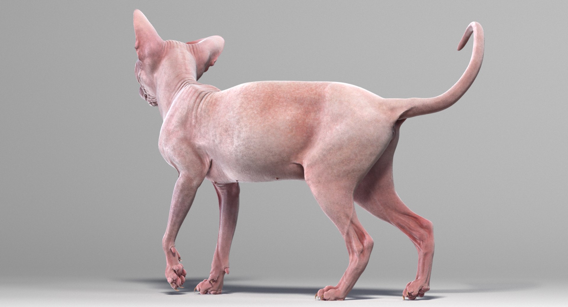 Sphynx Cat 3D Model - TurboSquid 1399466