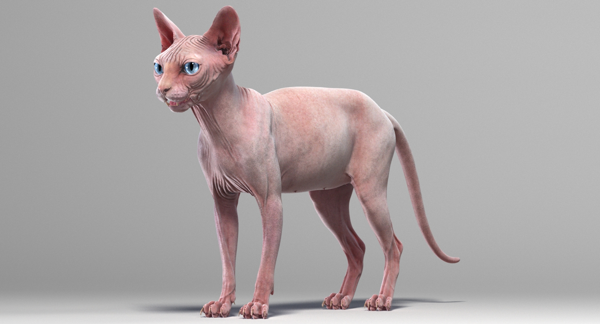 Sphynx Cat 3D Model - TurboSquid 1399466
