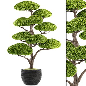3D Bonsai Tree Model - TurboSquid 1221026