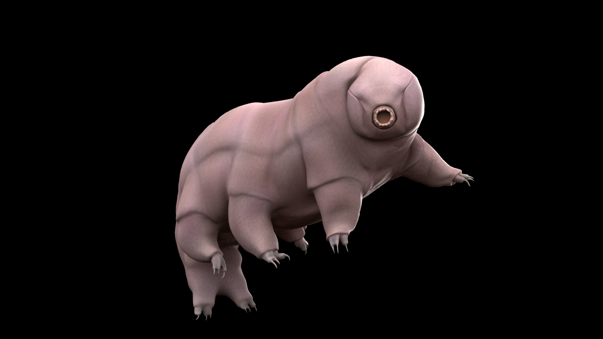 3d Tardigrade Animation Water Bear