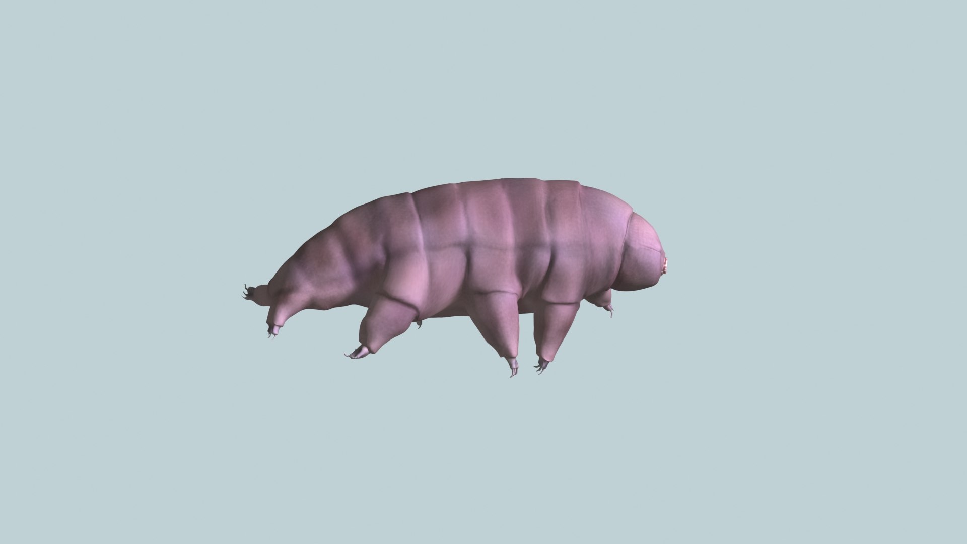 3d Tardigrade Animation Water Bear