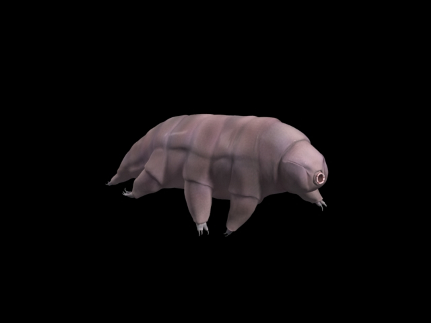 3d Tardigrade Animation Water Bear