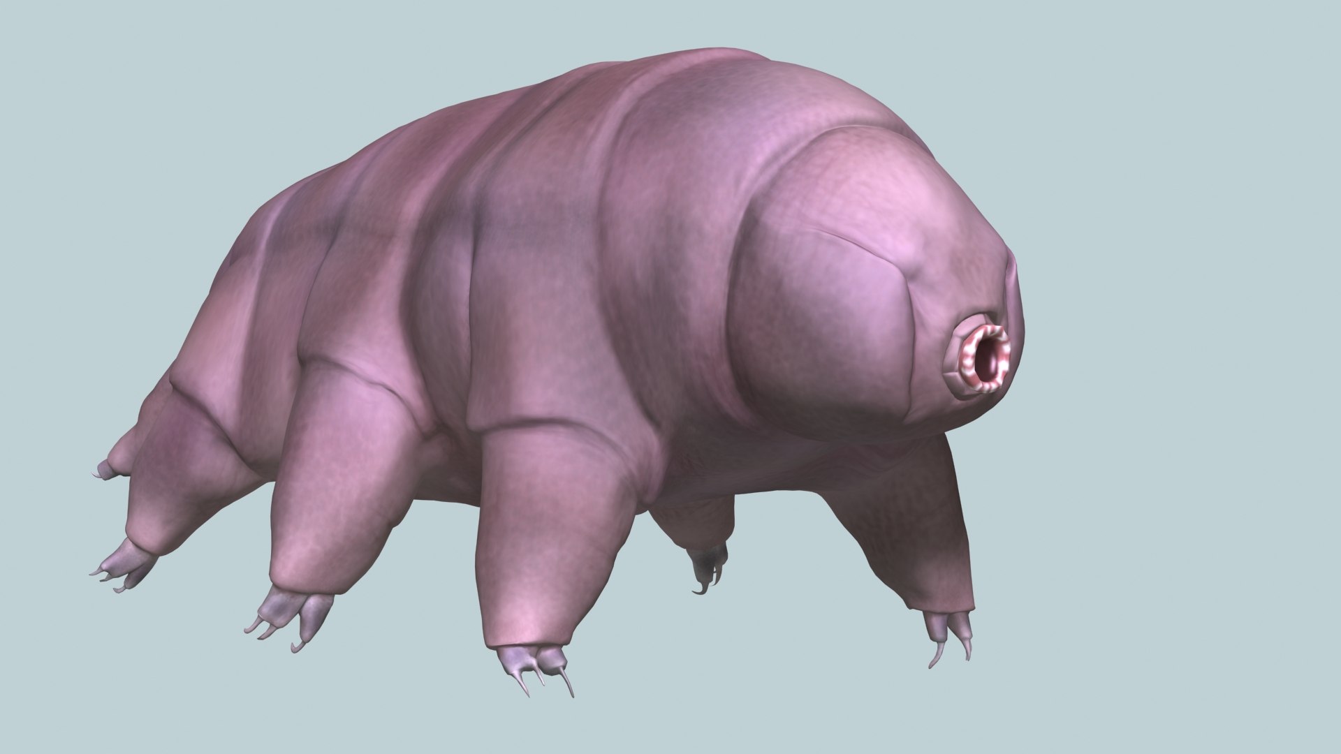 3d Tardigrade Animation Water Bear