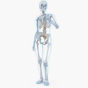 Download Free & Premium 3d Female Skeleton 3D Models | TurboSquid
