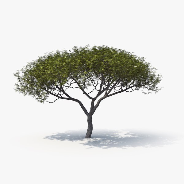 Acacia 3D Models for Download | TurboSquid