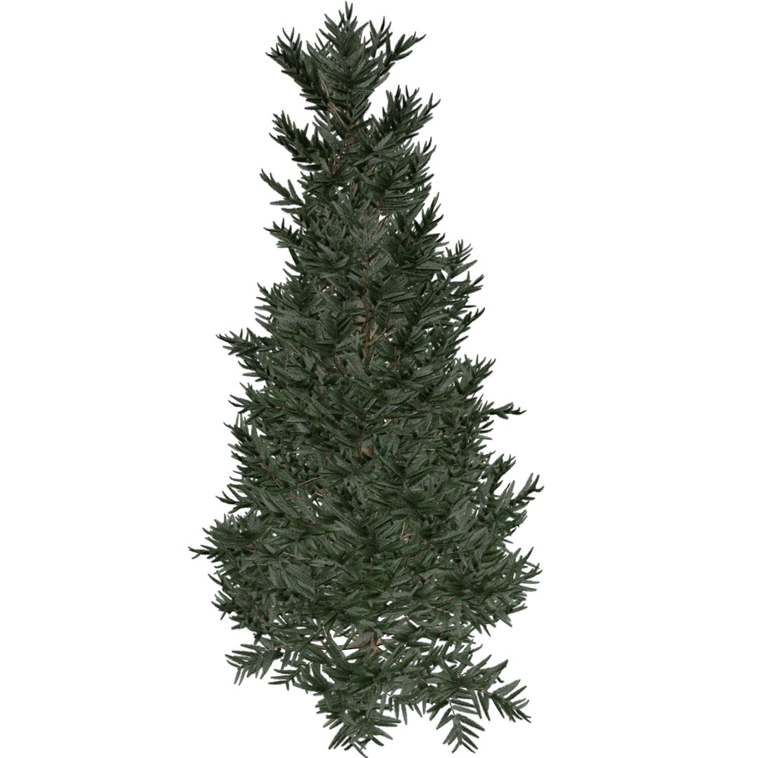 Fraser Fir Tree - 07 - Model - TurboSquid 2373469