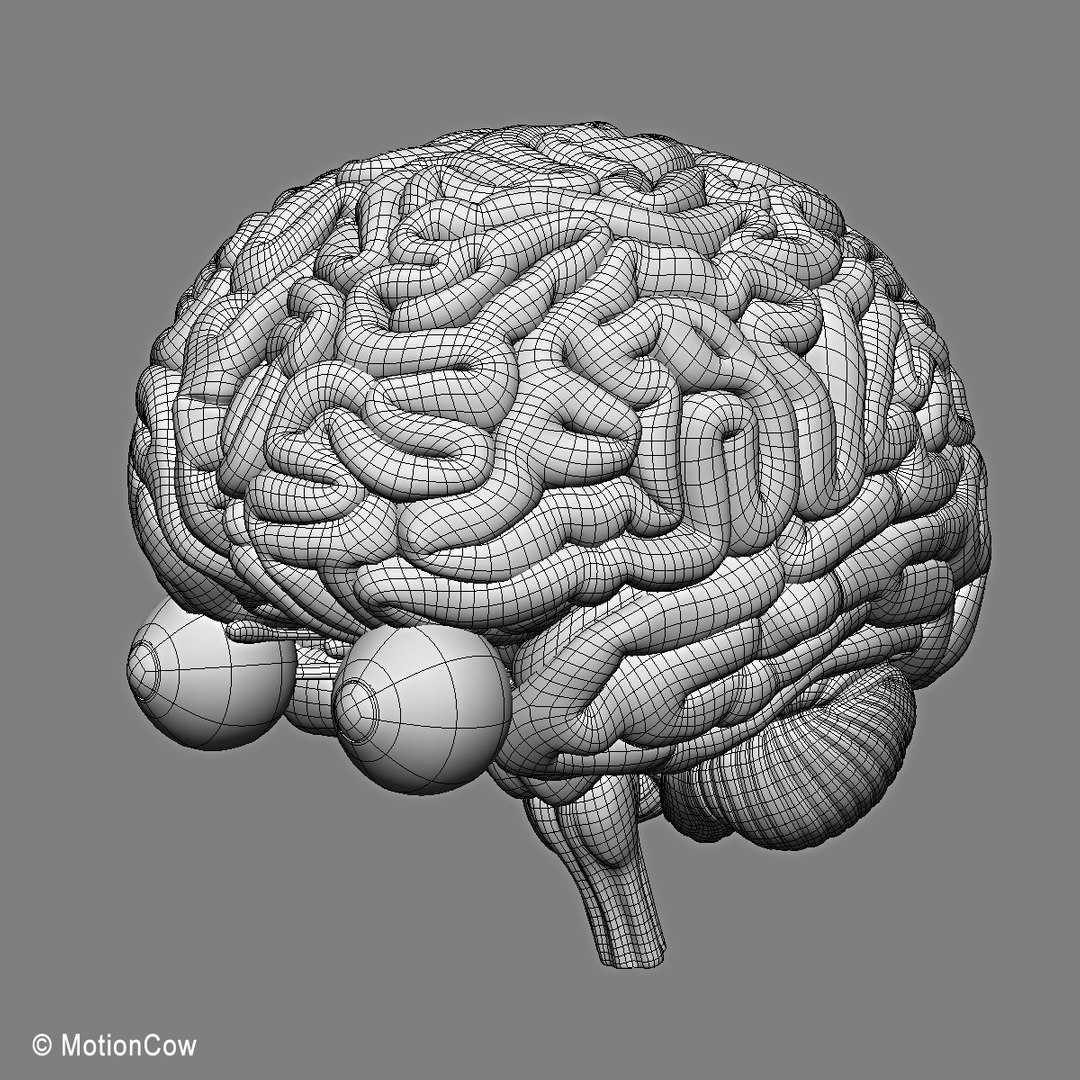 max human anatomy nervous brain