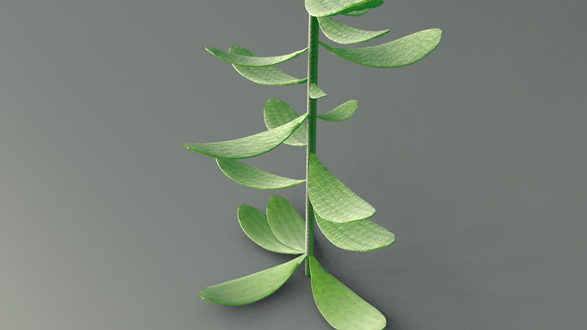 3D Rising Flower Model - TurboSquid 1231159