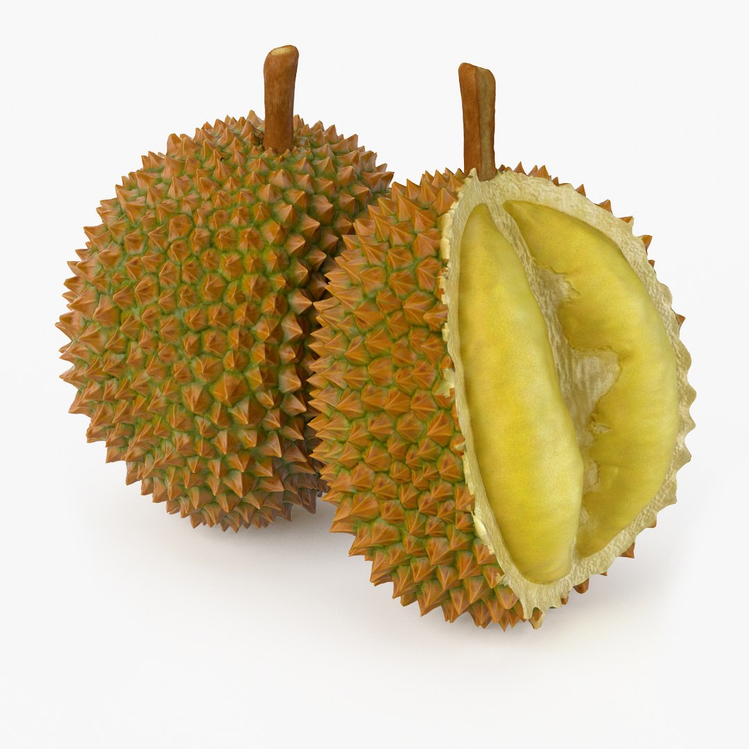 Realistic Durian Fruit Real 3d Model