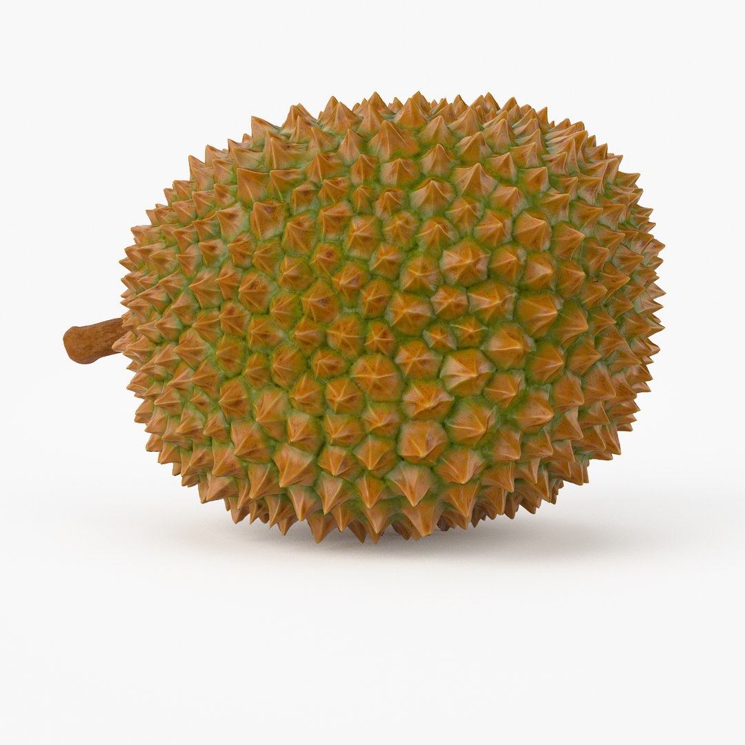 Realistic Durian Fruit Real 3d Model