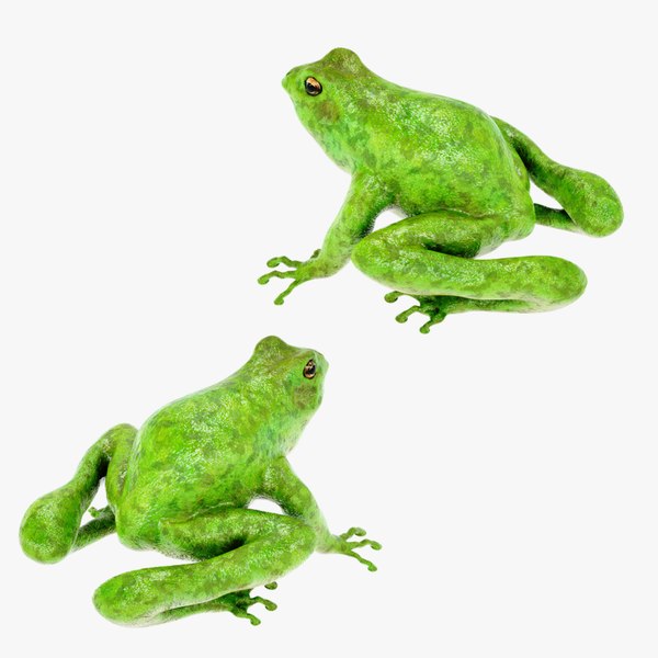 modelo 3d Rana - TurboSquid 1431645