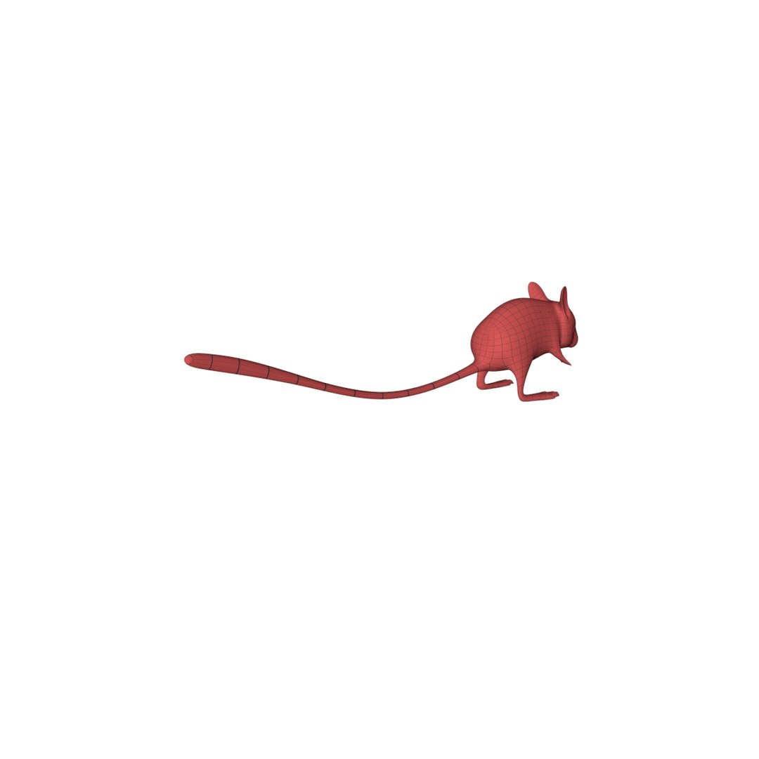 3d C4d Spinifex Hopping Mouse