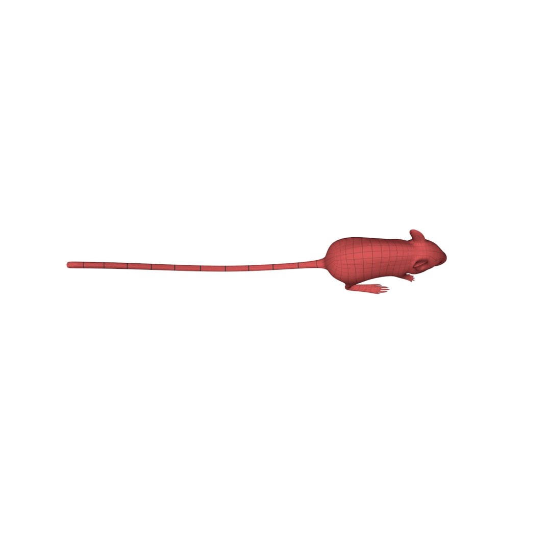 3d C4d Spinifex Hopping Mouse