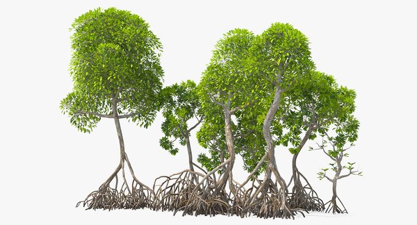 Mangrove tree shrub 3D model - TurboSquid 1400530