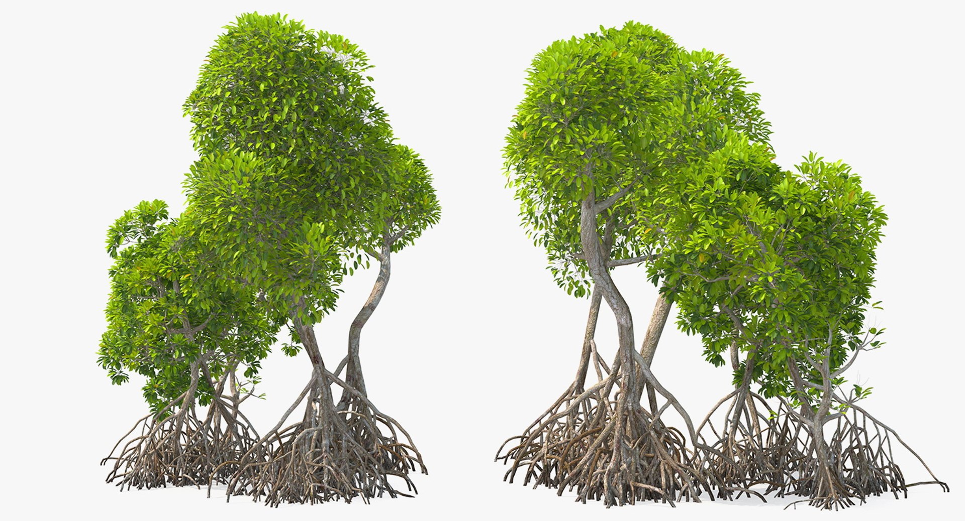 Mangrove Tree Shrub 3D Model - TurboSquid 1400530