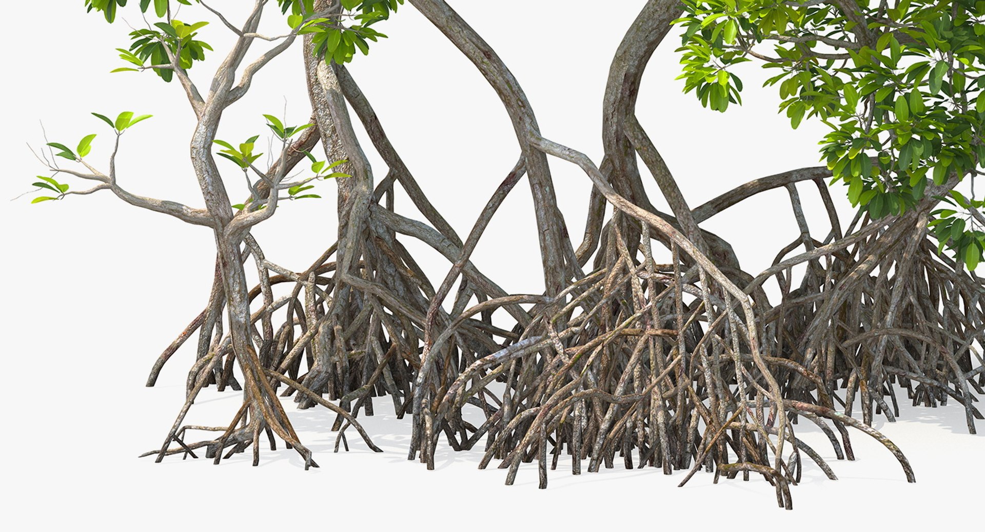 Mangrove tree shrub 3D model - TurboSquid 1400530