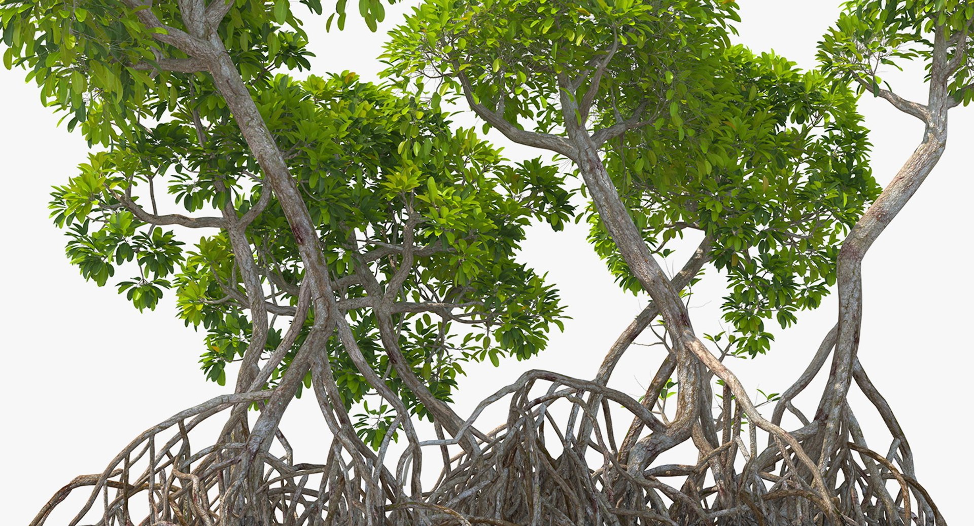 Mangrove Tree Shrub 3D Model - TurboSquid 1400530