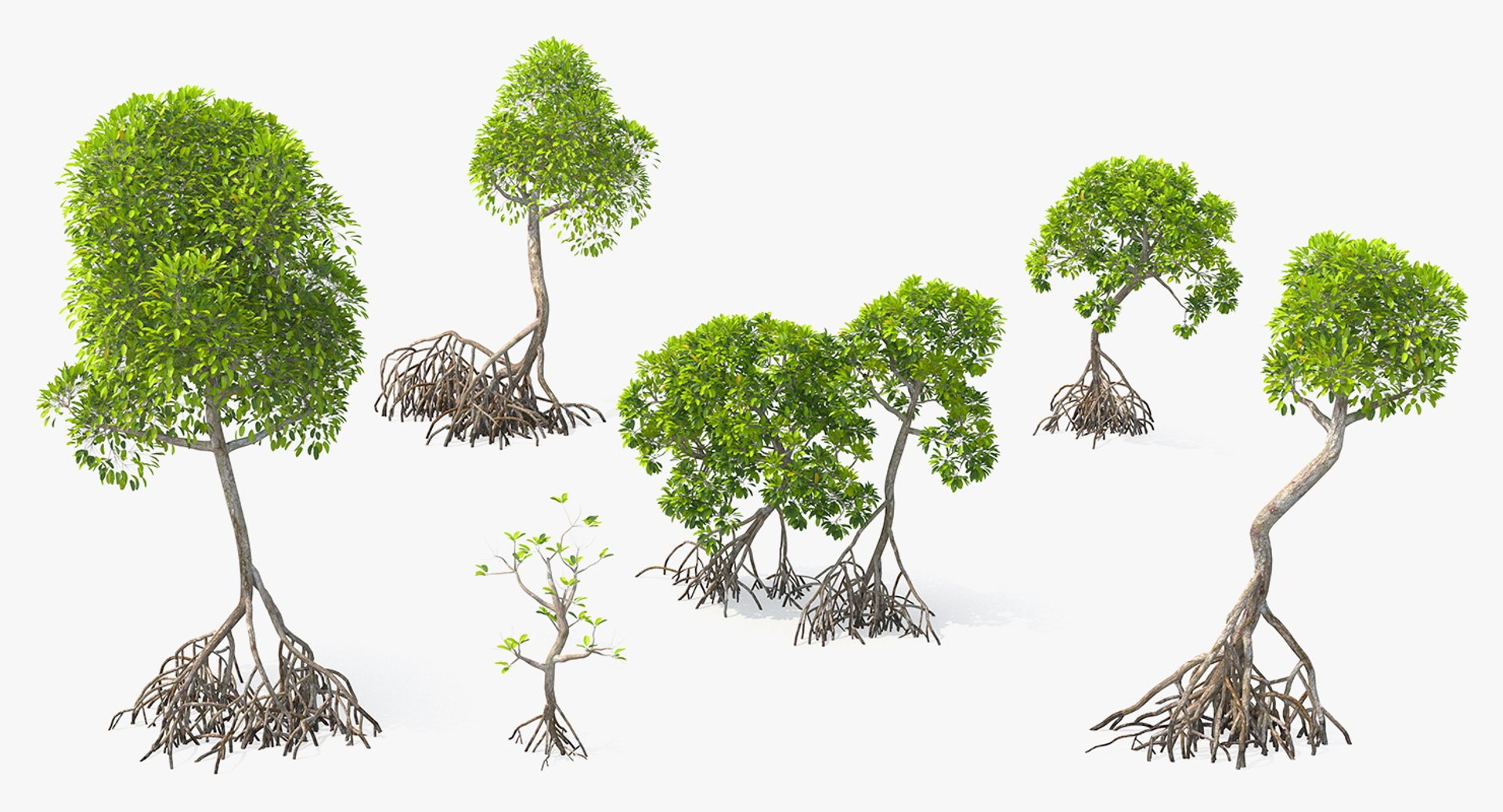 Mangrove Tree Shrub 3D Model - TurboSquid 1400530