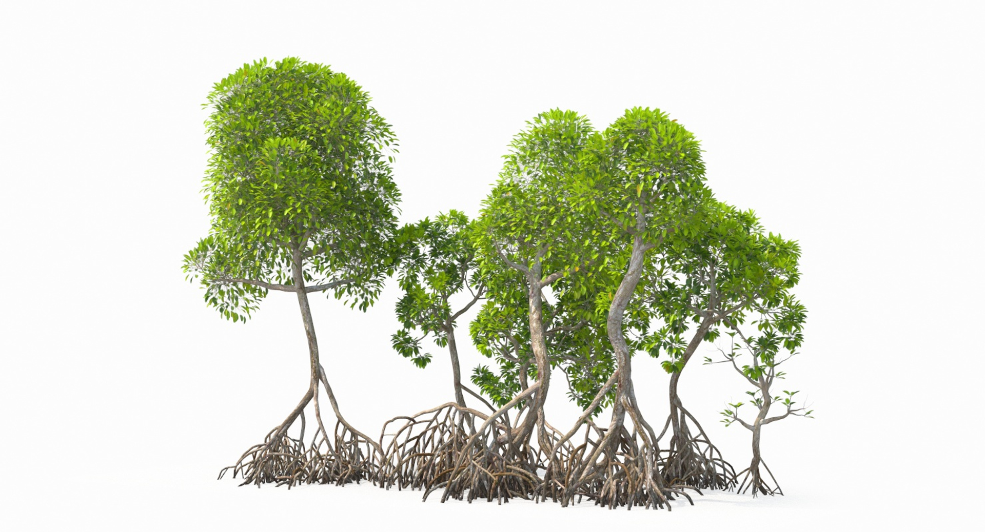 Mangrove Tree Shrub 3D Model - TurboSquid 1400530
