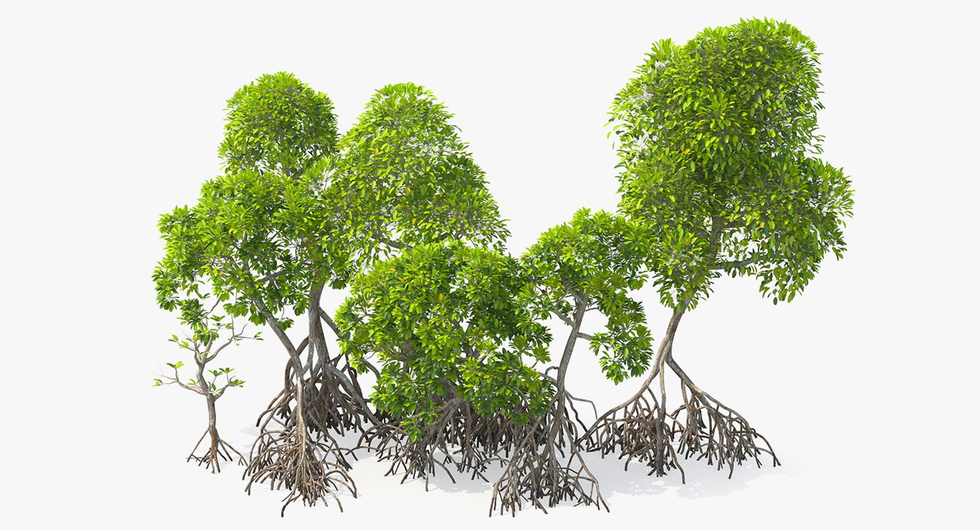 Mangrove Tree Shrub 3D Model - TurboSquid 1400530