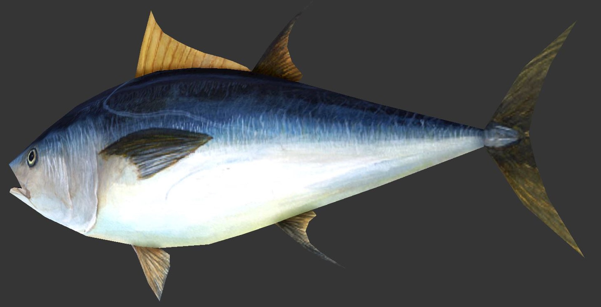 Free 3D Atlantic Bluefin - TurboSquid 1416066