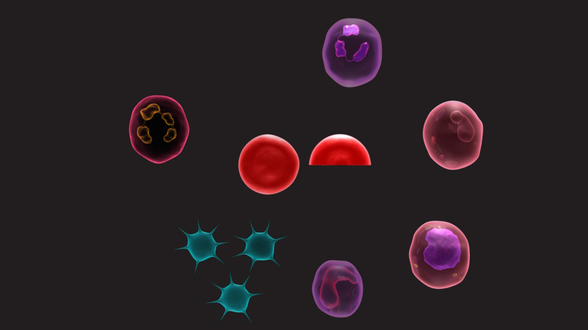 3d Blood Cells Elements Model