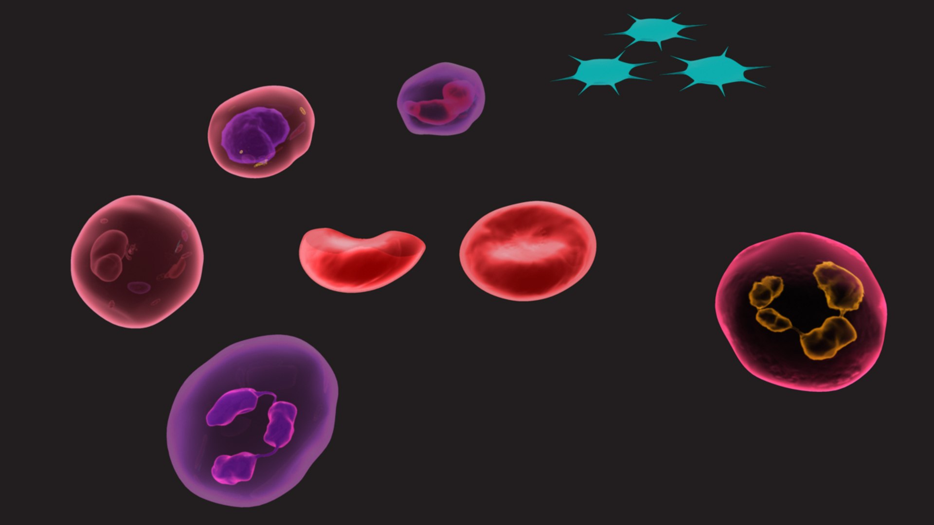 3d Blood Cells Elements Model