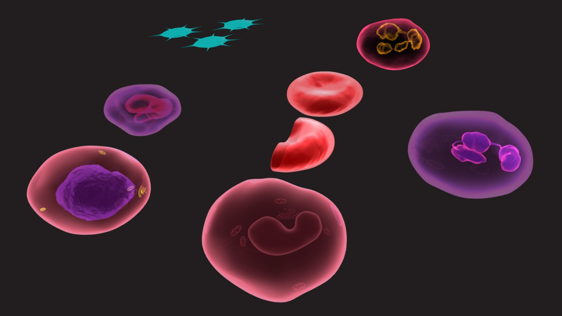 3d Blood Cells Elements Model