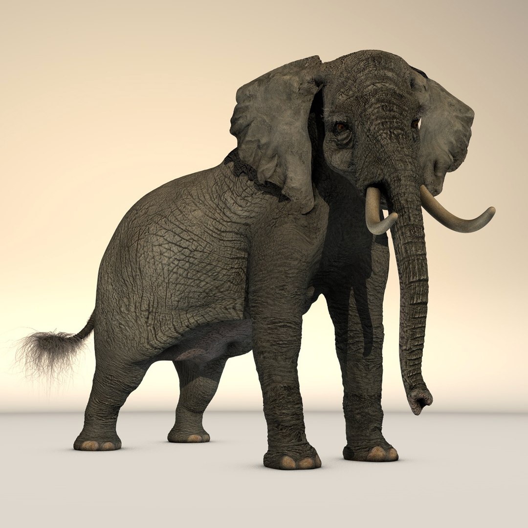 Rigged African Elephant 3d C4d