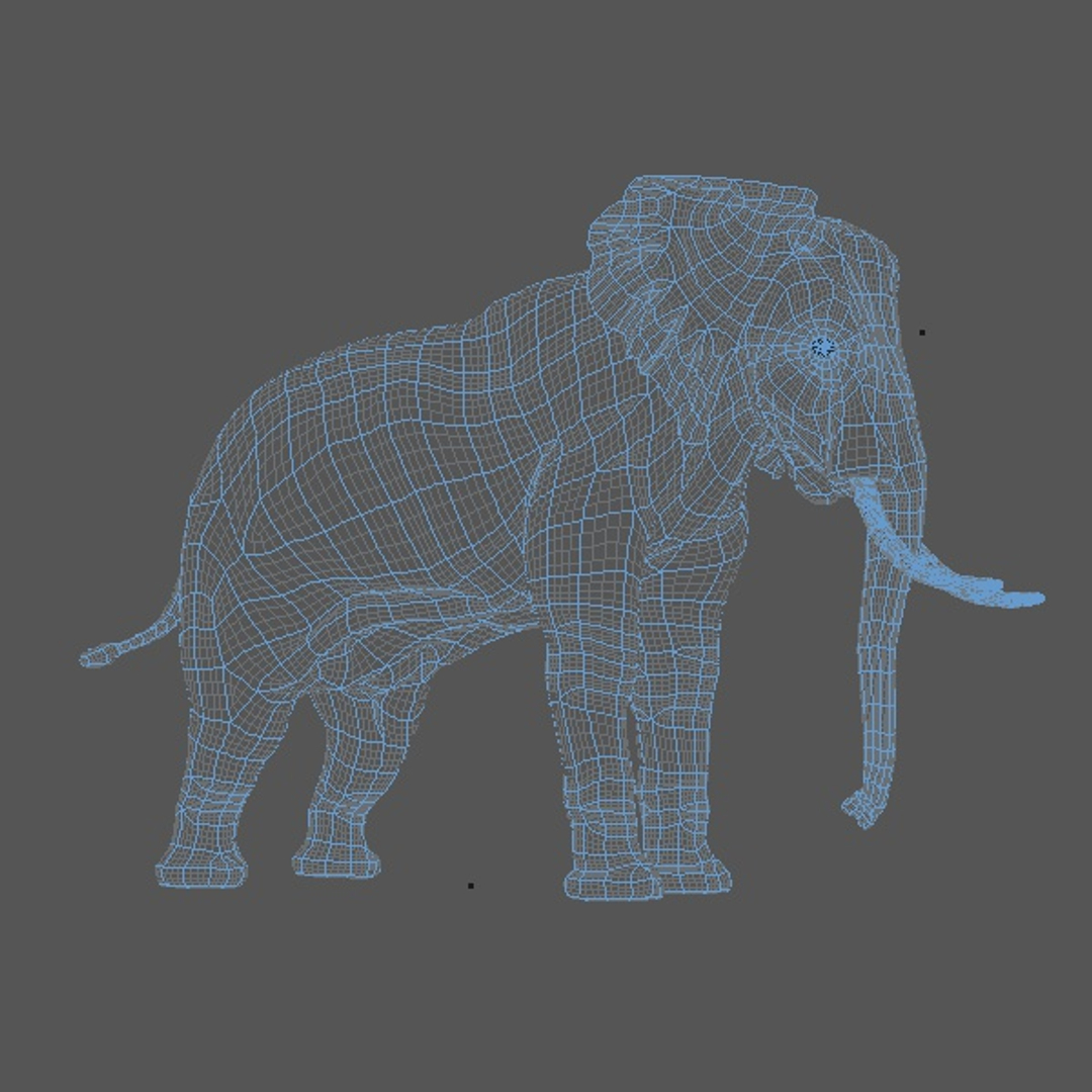 Rigged African Elephant 3d C4d