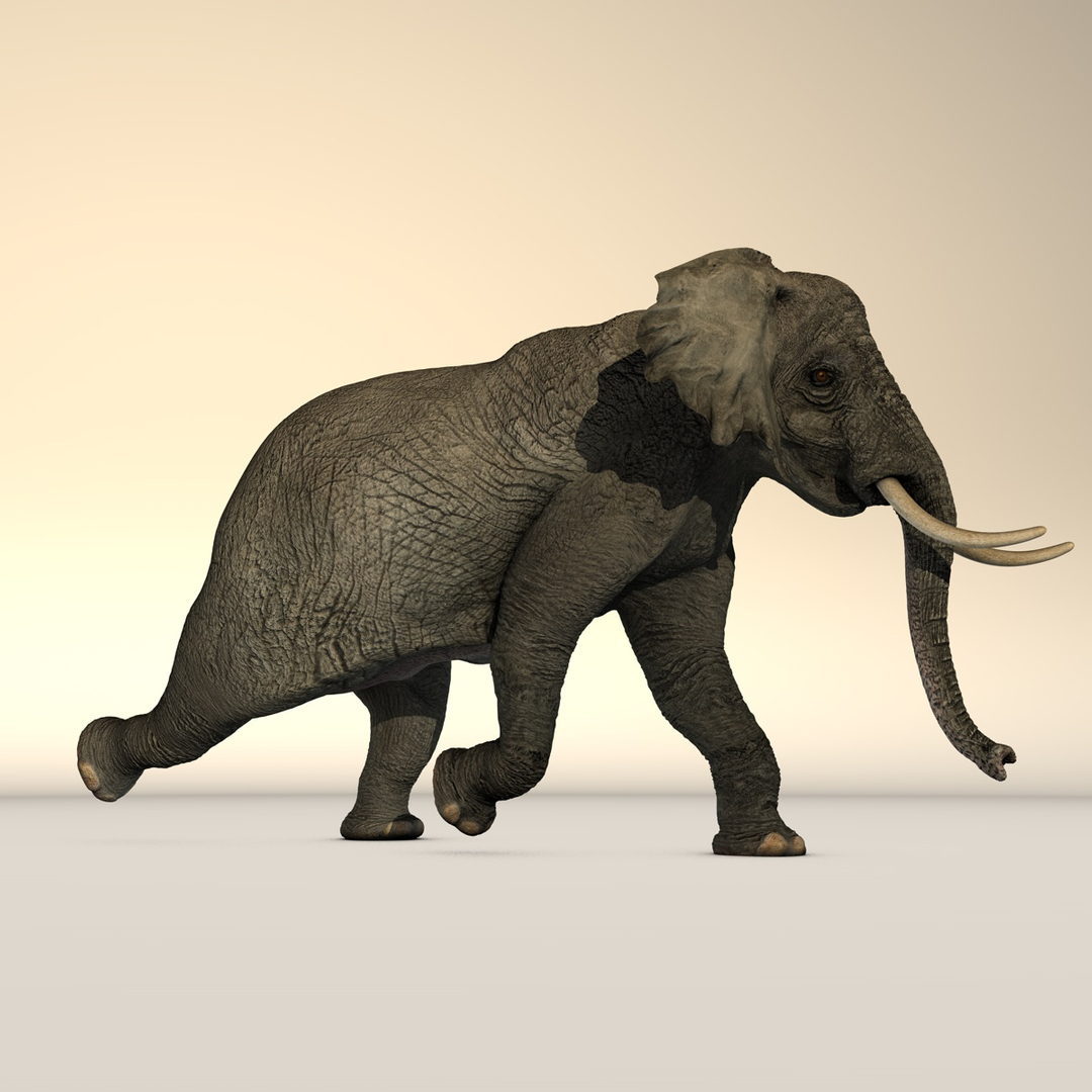 Rigged African Elephant 3d C4d