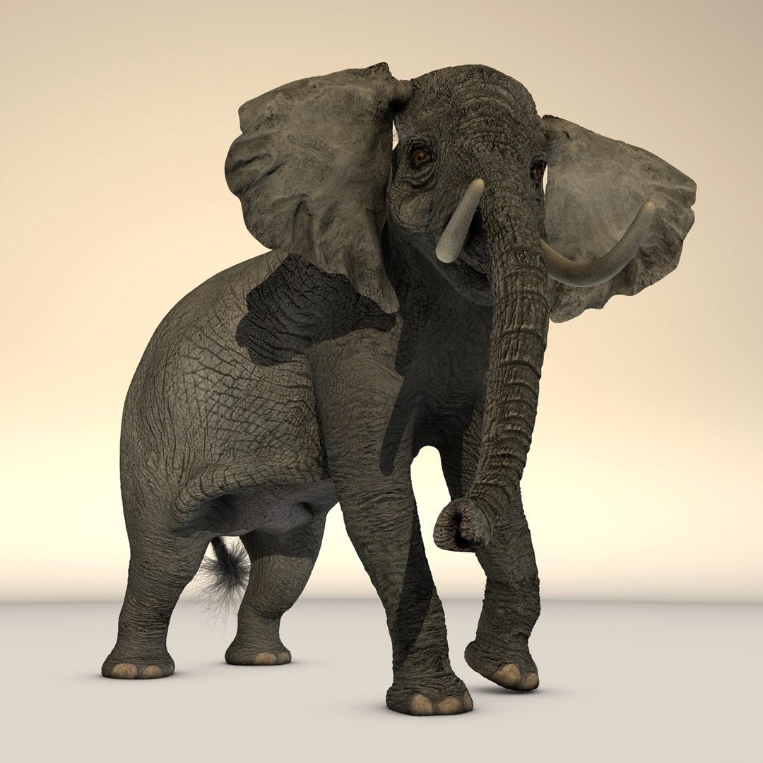 Rigged African Elephant 3d C4d