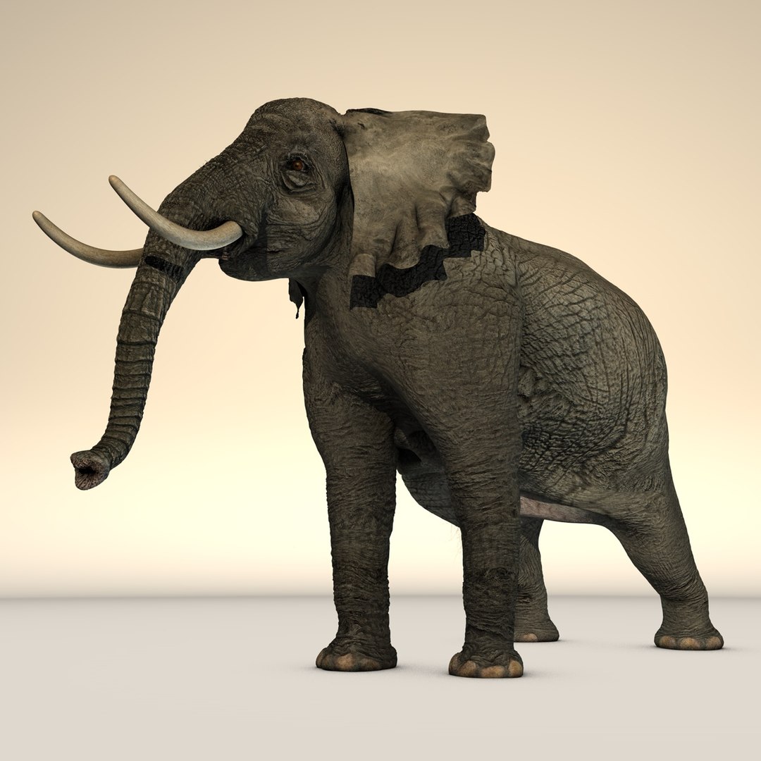Rigged African Elephant 3d C4d
