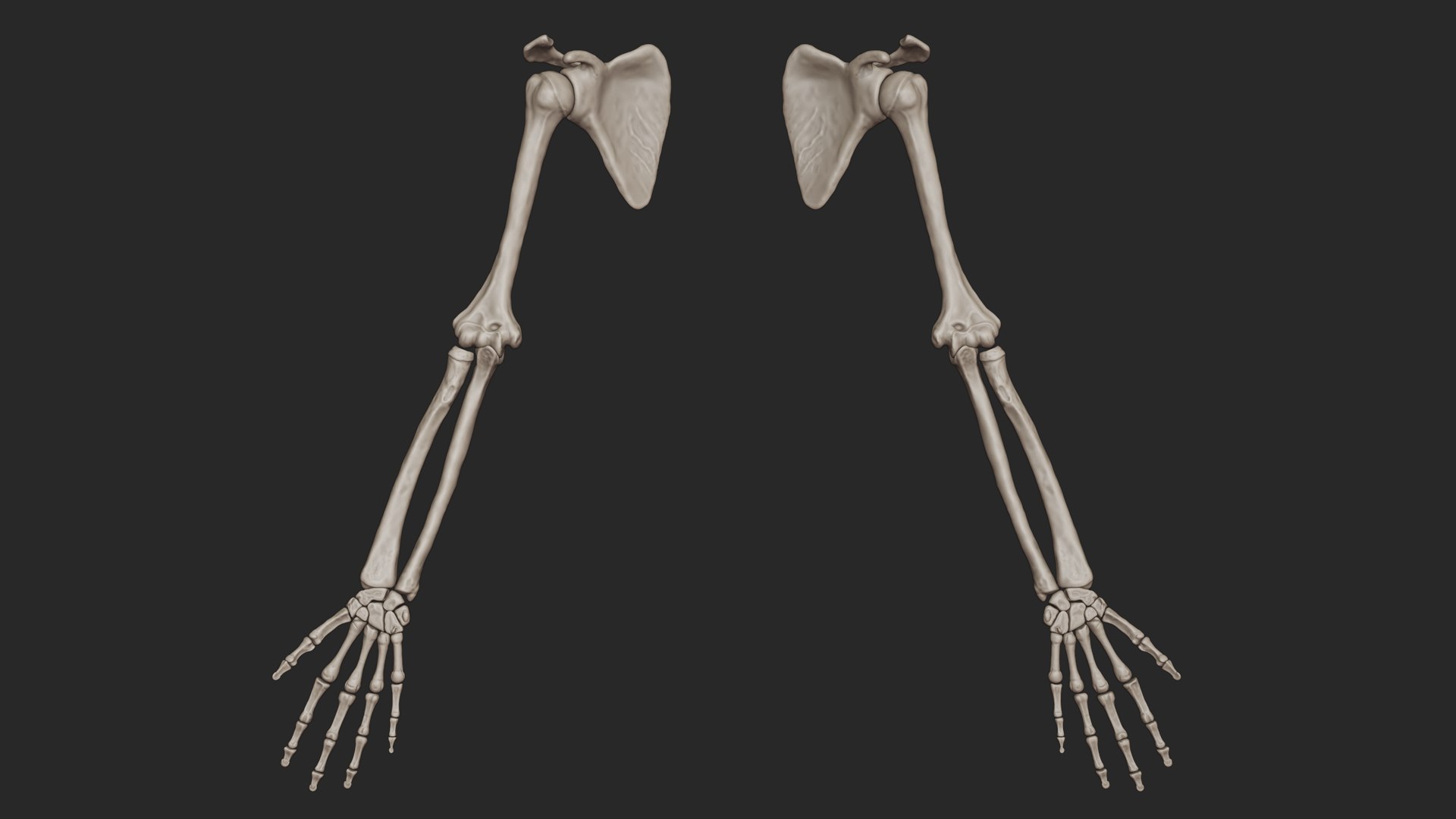 3D Skeletal Arm Science Anatomy Bone - TurboSquid 1451974